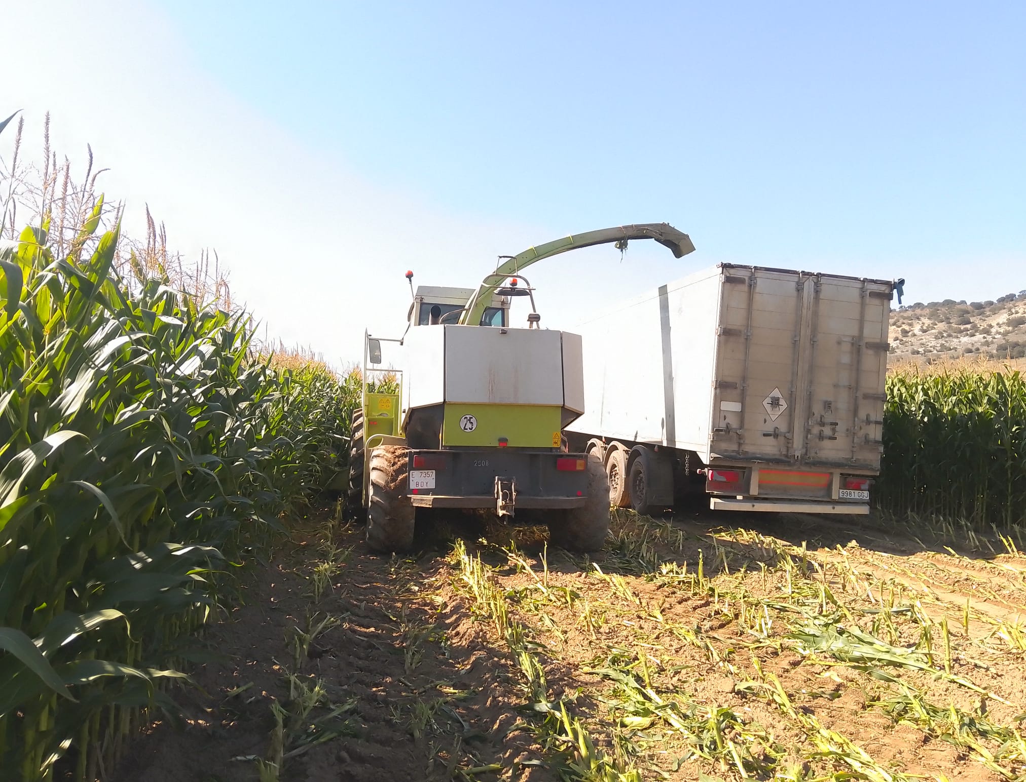 Llega la lluvia cuando se ha generalizado la cosecha del maíz grano en ...